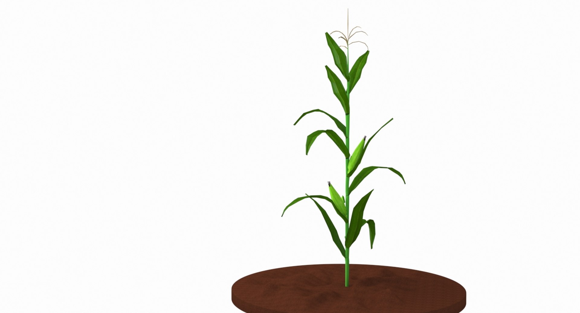 Corn 3D Model - TurboSquid 1352690