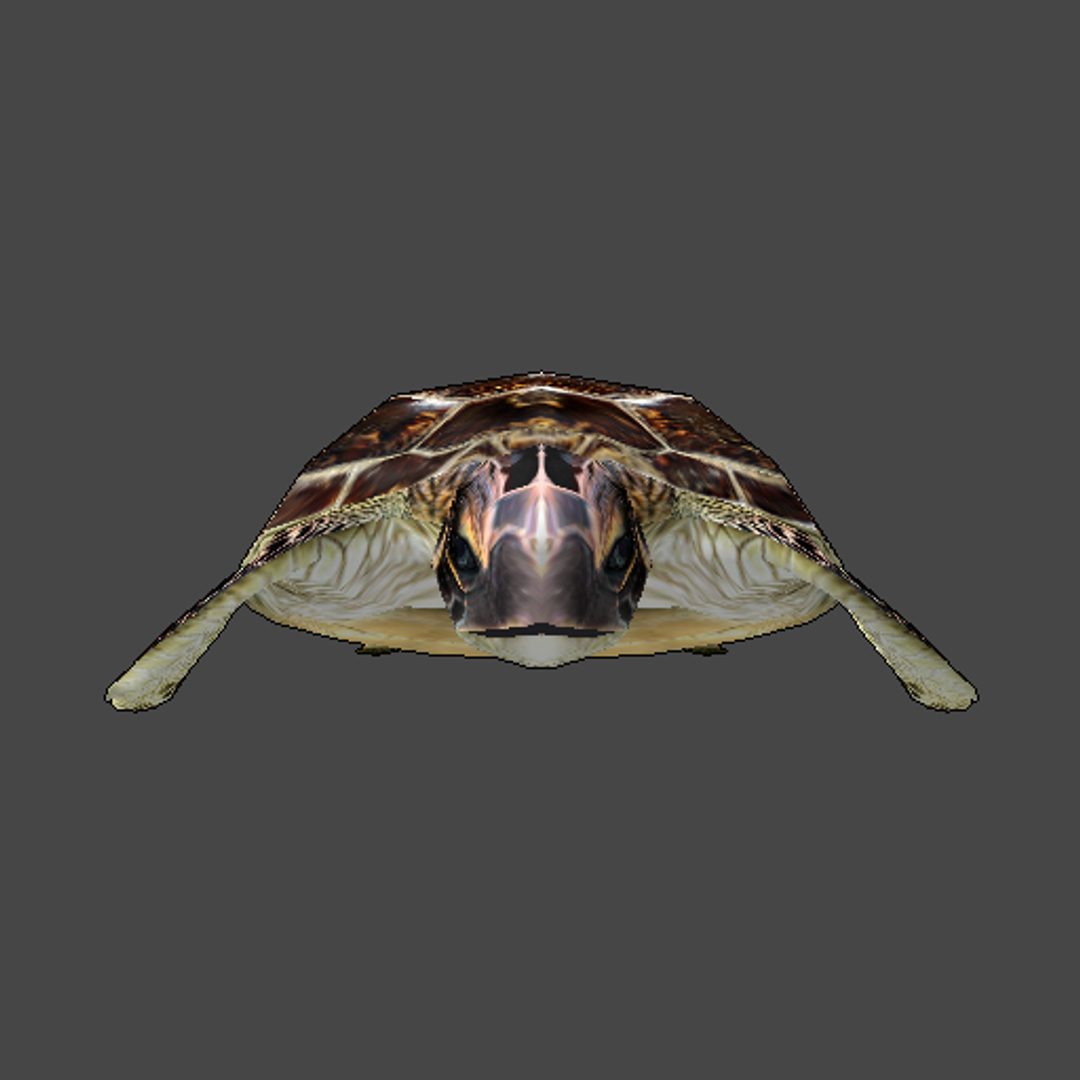 3d Sea Turtles Pack Model