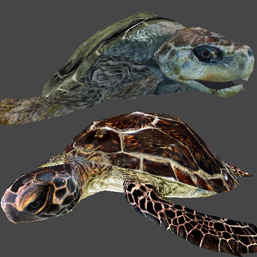 3d Sea Turtles Pack Model
