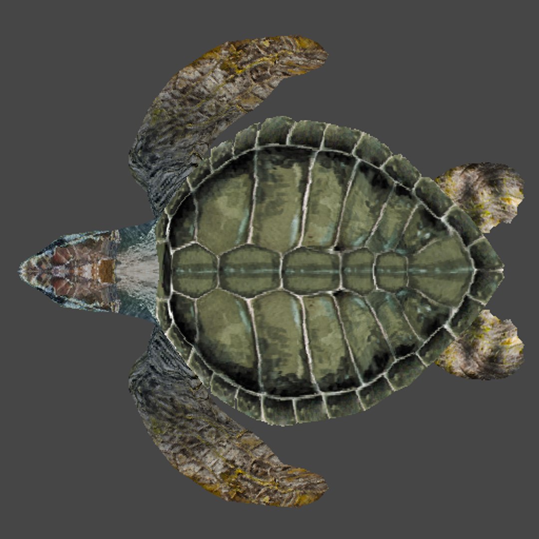 3d Sea Turtles Pack Model