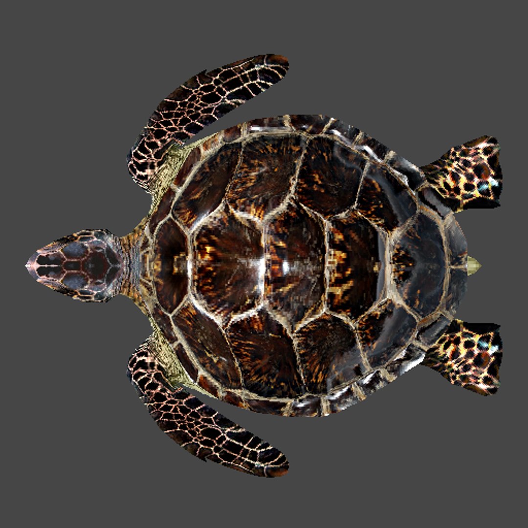 3d Sea Turtles Pack Model