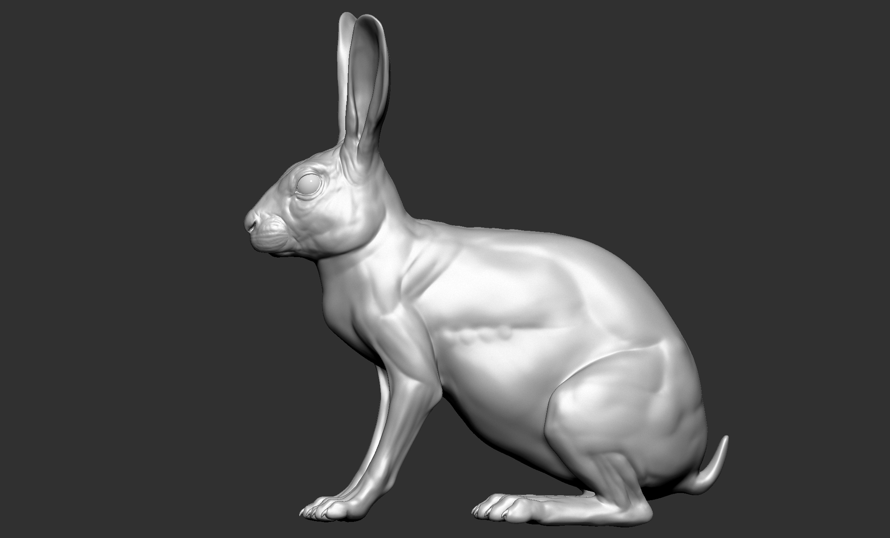 Hare zbrush model - TurboSquid 1657997