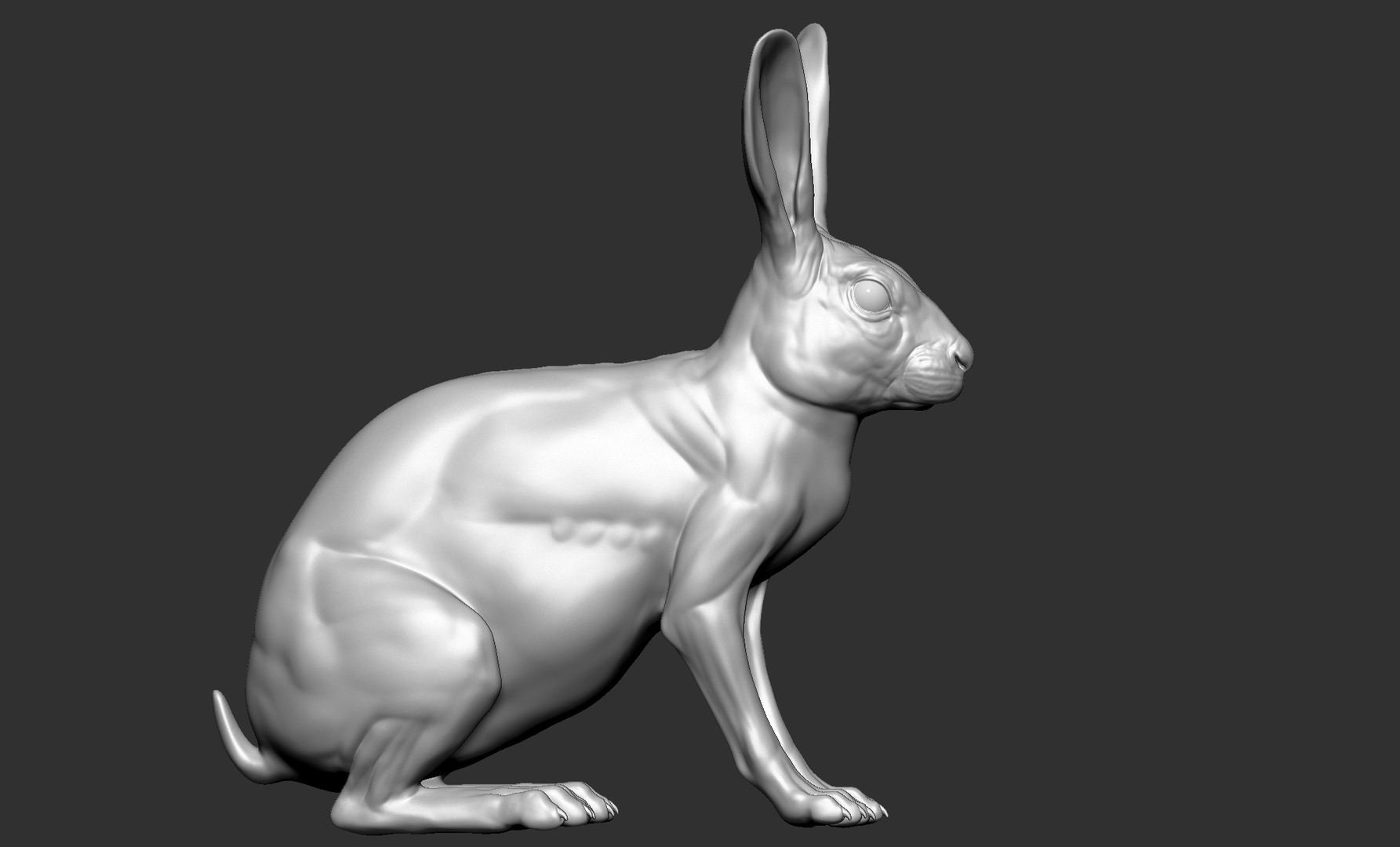 Hare zbrush model - TurboSquid 1657997