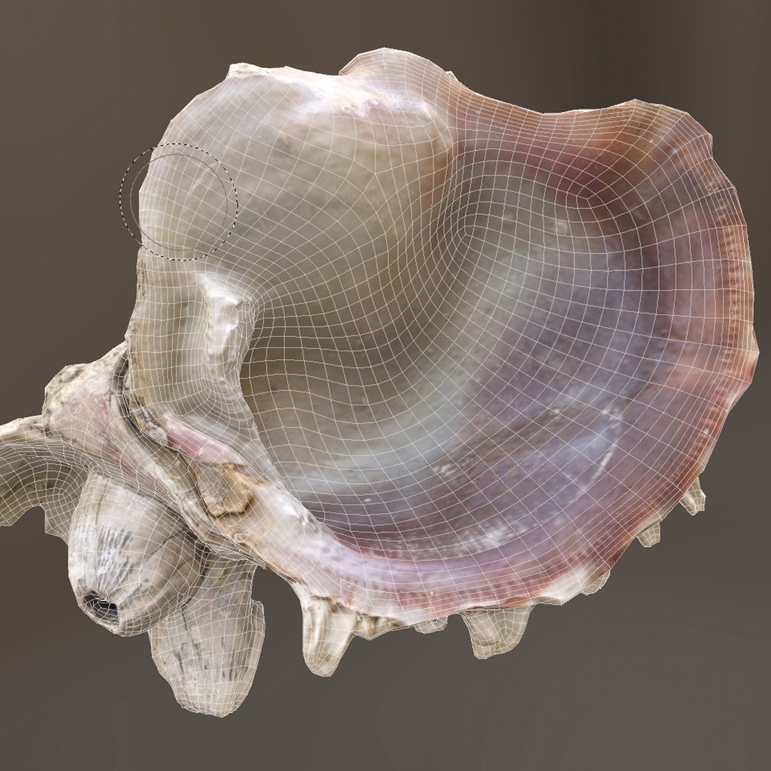 Sea Shell 3D Model - TurboSquid 1960037