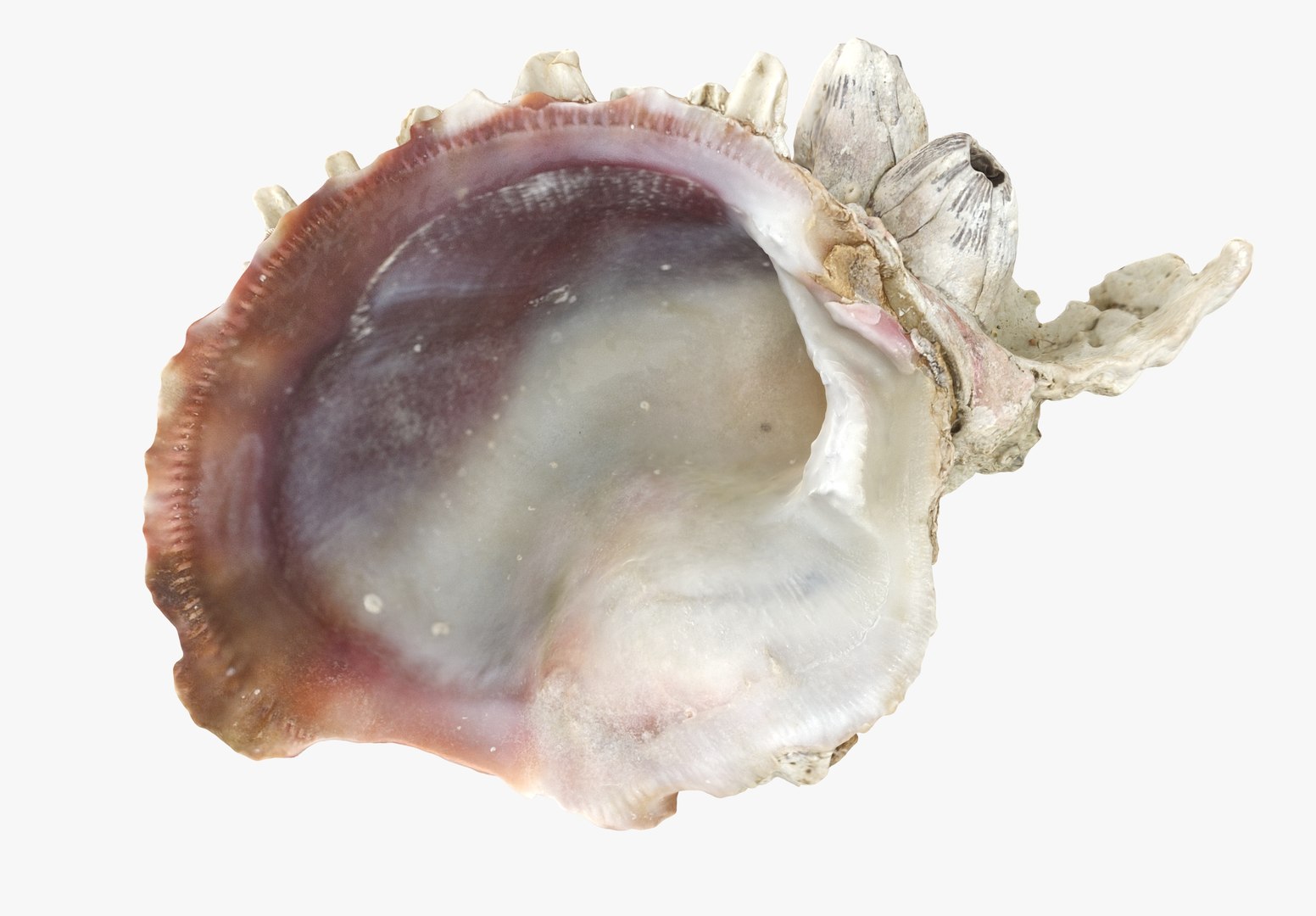 Sea Shell 3D Model - TurboSquid 1960037