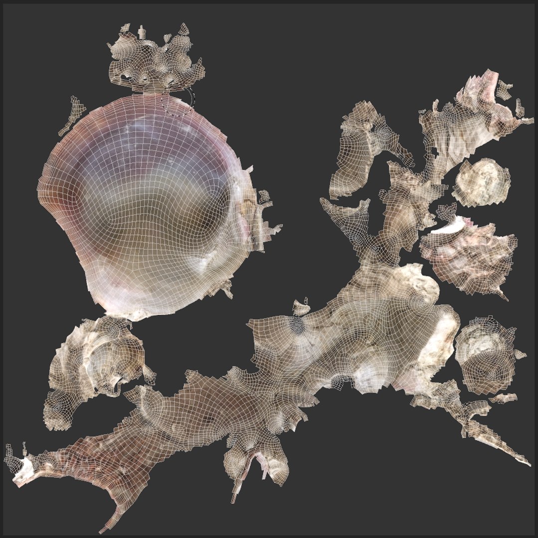 Sea Shell 3D Model - TurboSquid 1960037