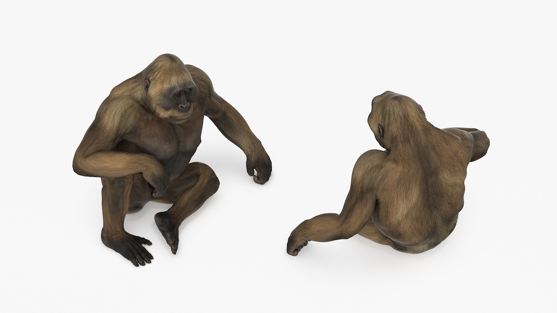 Big Ape Gigantopithecus In Sitting Pose 3D - TurboSquid 2311888