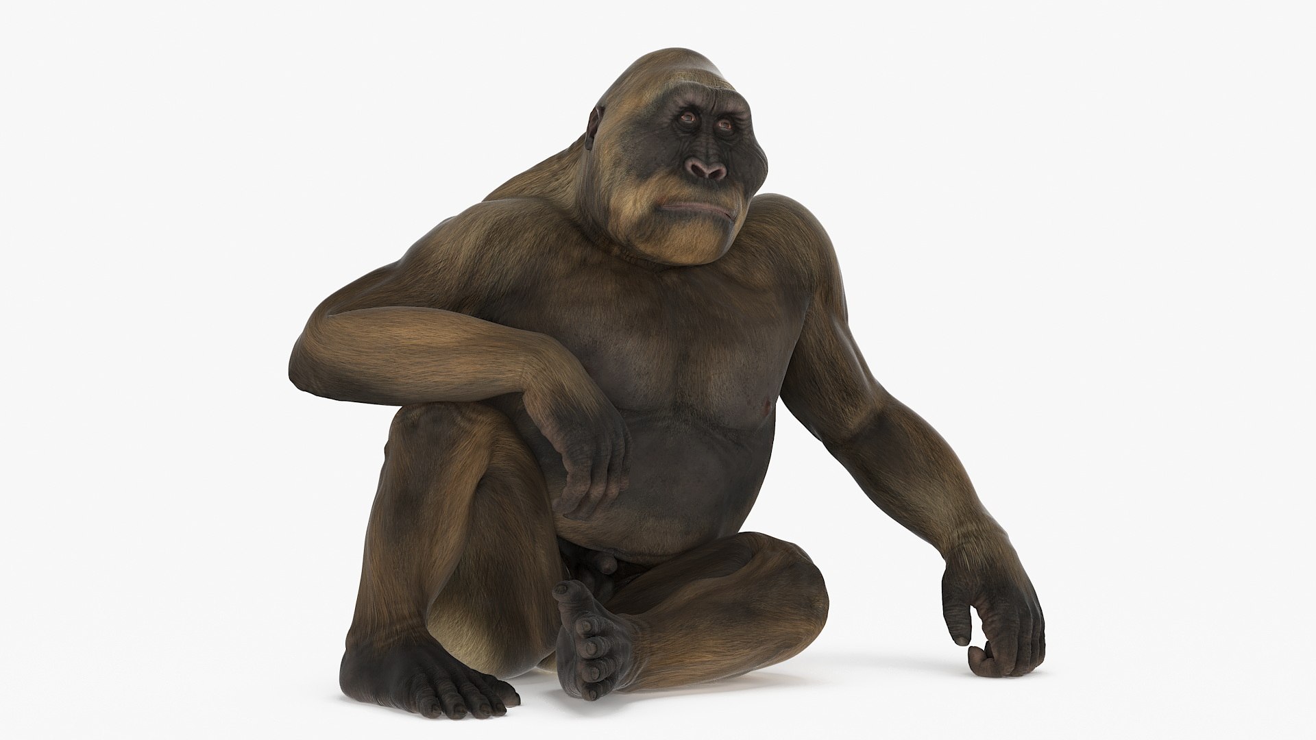 Big Ape Gigantopithecus In Sitting Pose 3D - TurboSquid 2311888