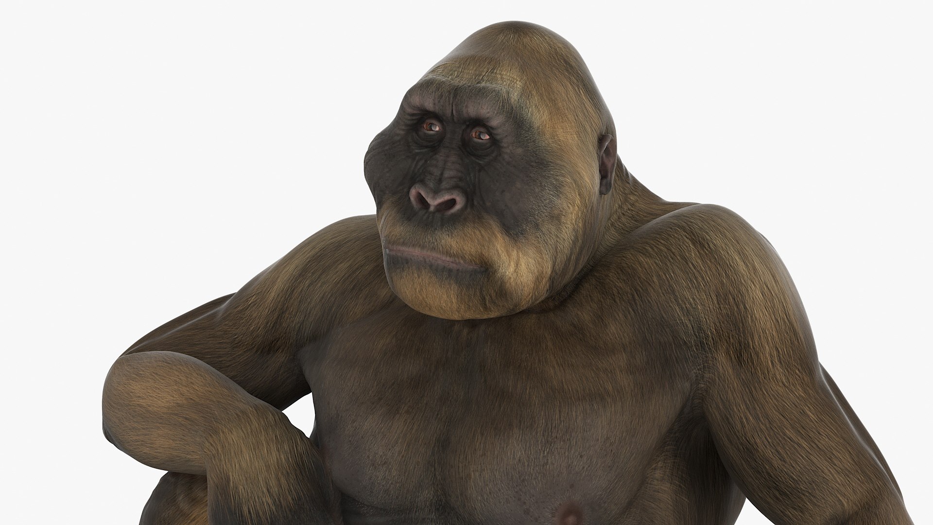 Big Ape Gigantopithecus In Sitting Pose 3D - TurboSquid 2311888