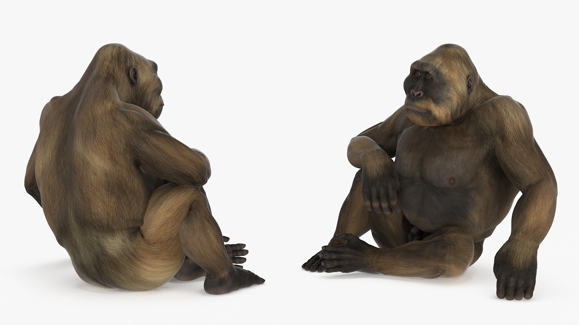 Big Ape Gigantopithecus In Sitting Pose 3D - TurboSquid 2311888