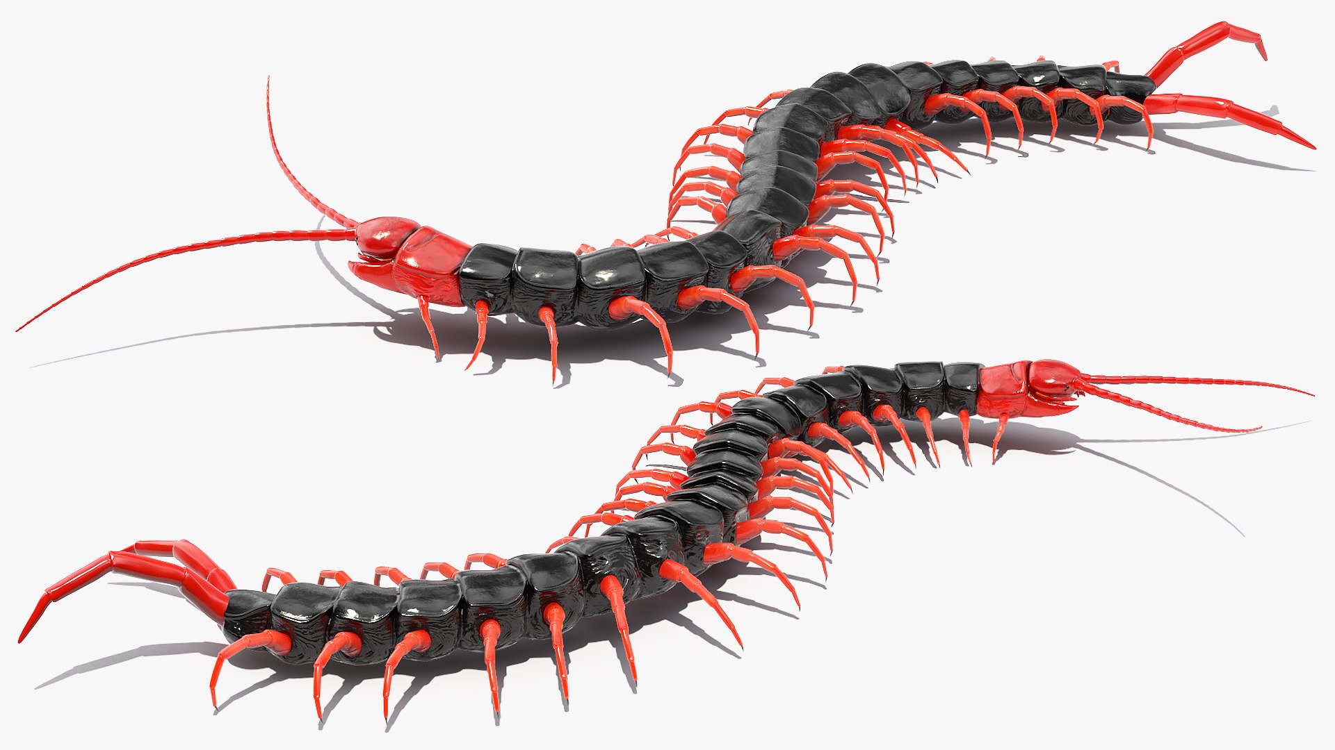 Scolopendra Subspinipes Mutilans Crawling 3D Model - TurboSquid 1565534