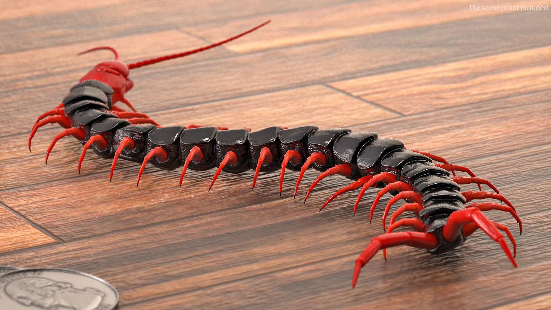 Scolopendra Subspinipes Mutilans Crawling 3D Model - TurboSquid 1565534