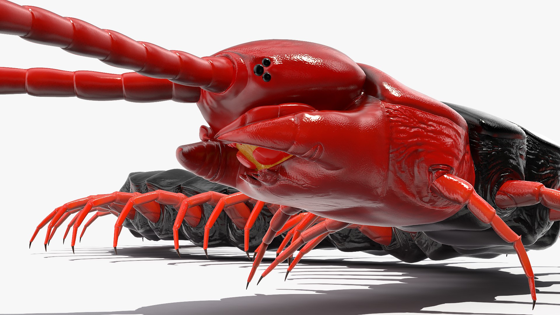 Scolopendra Subspinipes Mutilans Crawling 3D Model - TurboSquid 1565534