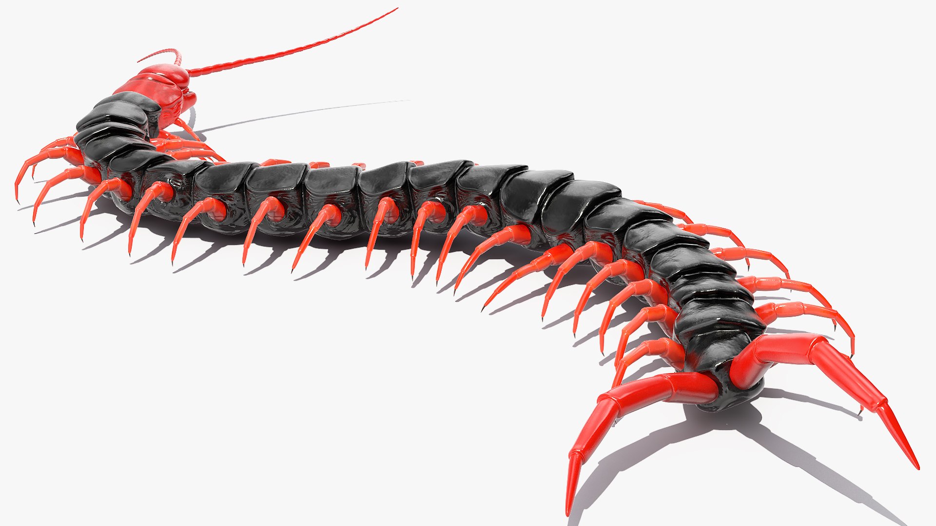 Scolopendra Subspinipes Mutilans Crawling 3D Model - TurboSquid 1565534