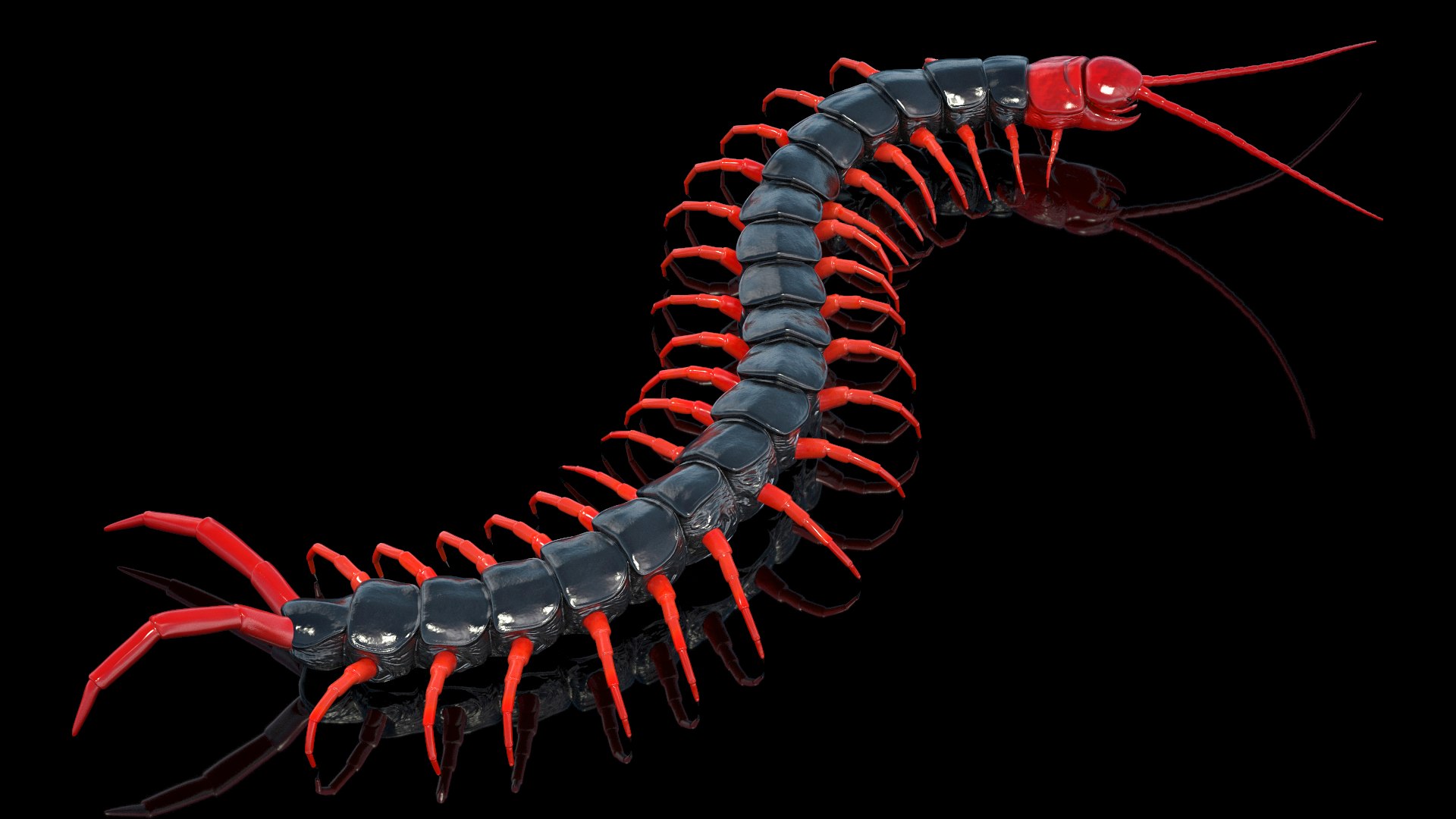 Scolopendra Subspinipes Mutilans Crawling 3D Model - TurboSquid 1565534