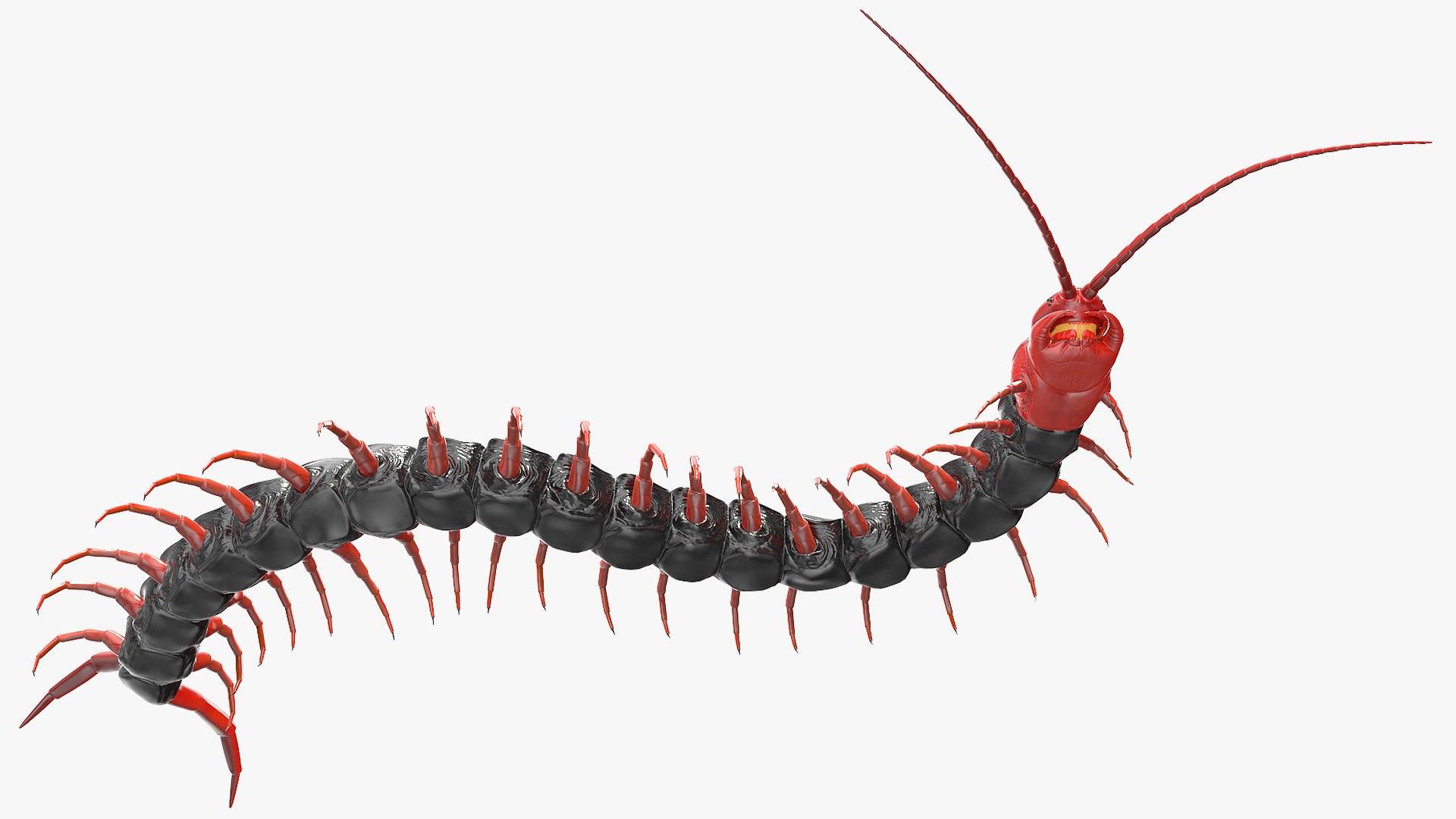 Scolopendra subspinipes mutilans crawling 3D model - TurboSquid 1565534