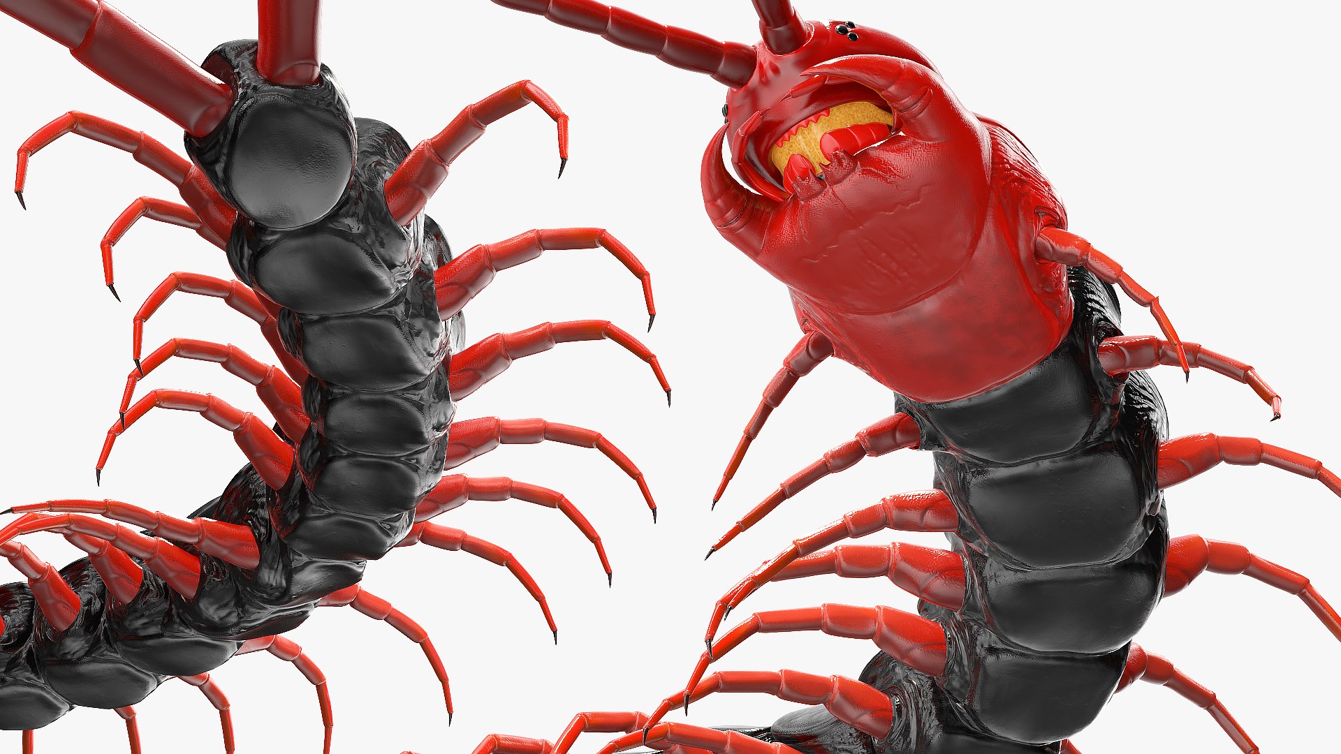 Scolopendra subspinipes mutilans crawling 3D model - TurboSquid 1565534