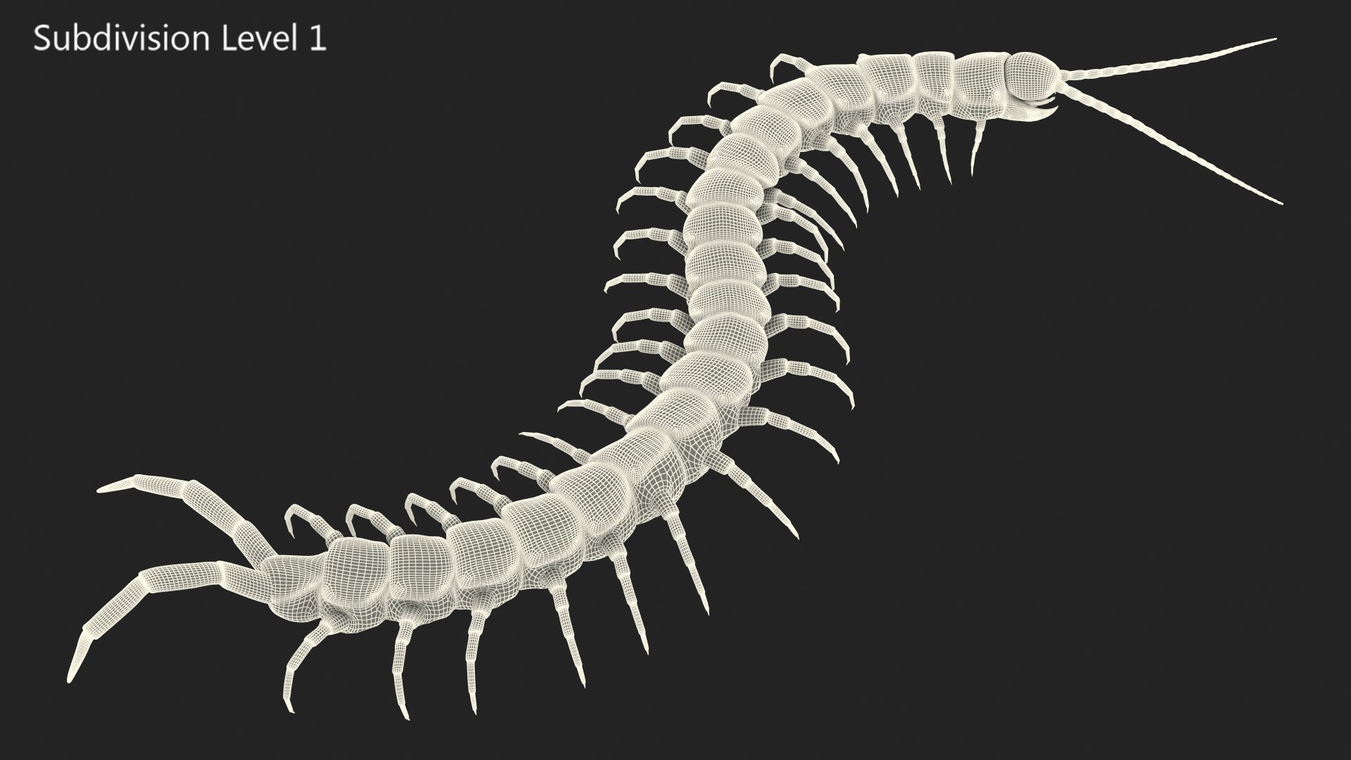 Scolopendra Subspinipes Mutilans Crawling 3D Model - TurboSquid 1565534