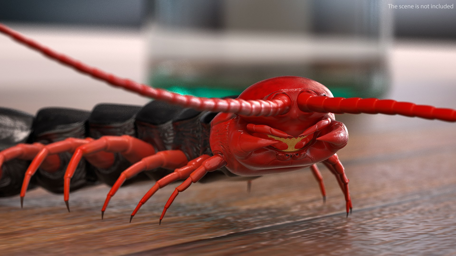 Scolopendra Subspinipes Mutilans Crawling 3D Model - TurboSquid 1565534