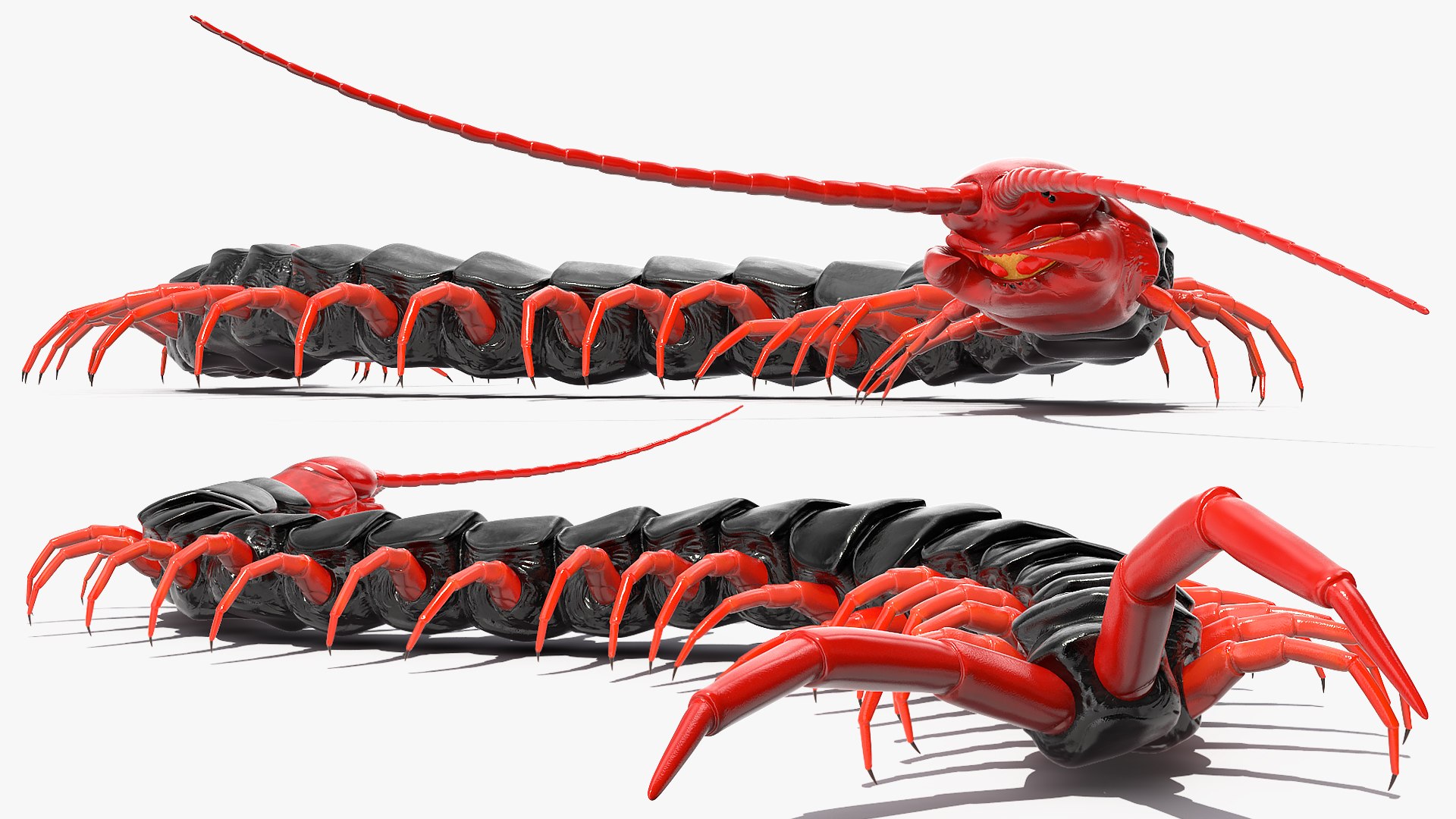 Scolopendra subspinipes mutilans crawling 3D model - TurboSquid 1565534