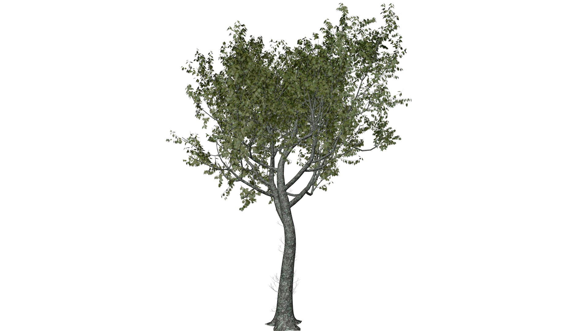 Red Oak Tree Collection 3D Model - TurboSquid 2379091