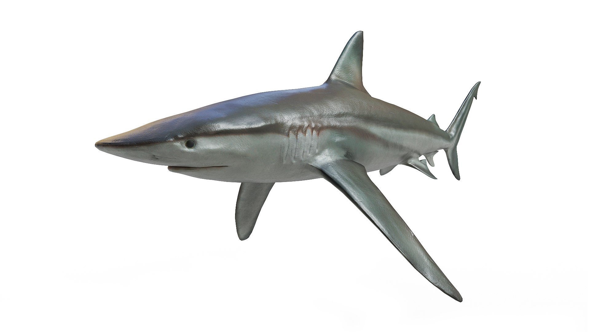 3D Blue Shark - TurboSquid 1829575