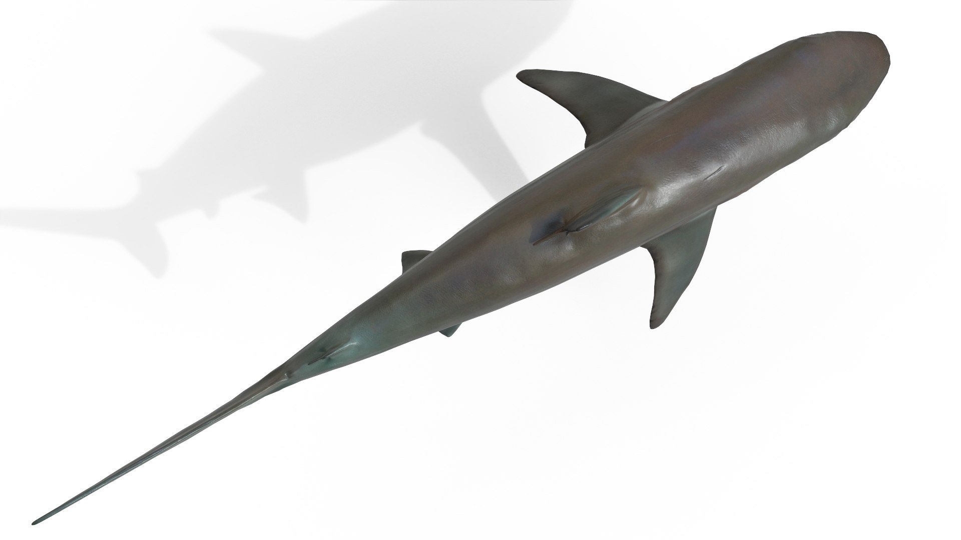 3D Blue Shark - TurboSquid 1829575