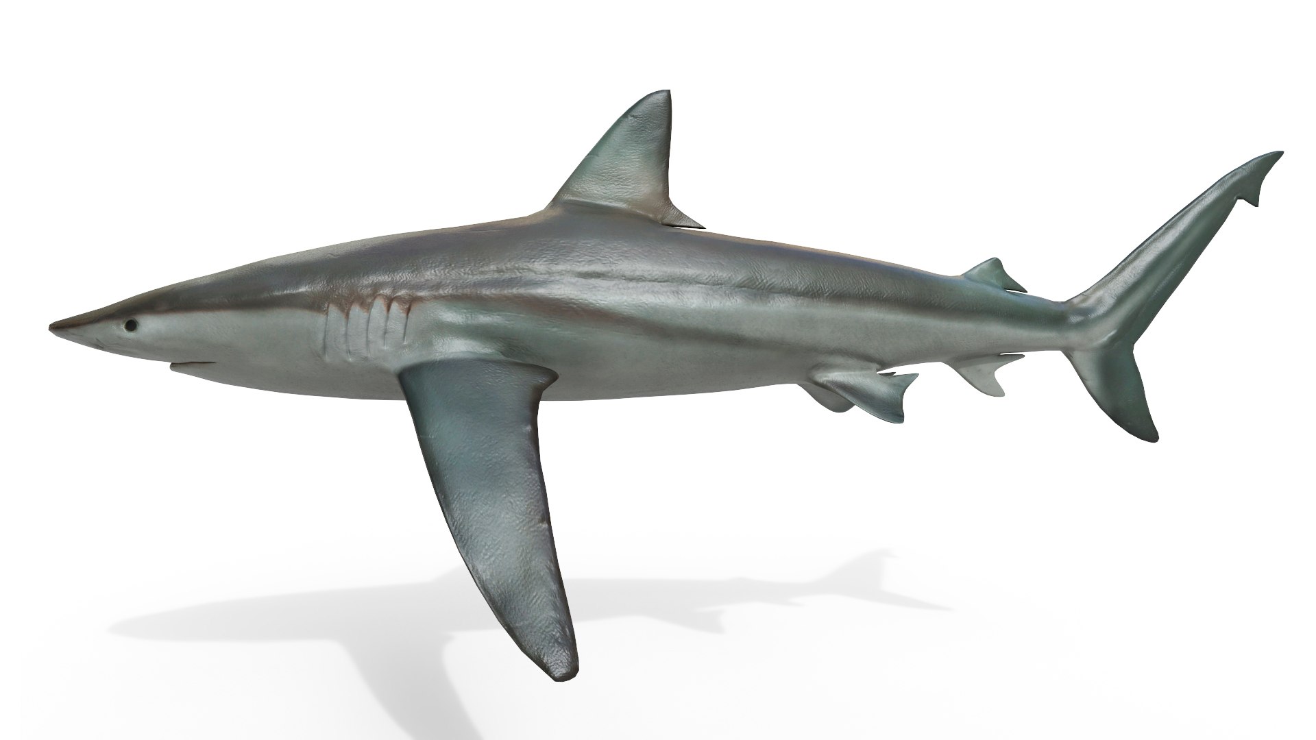 3D Blue Shark - TurboSquid 1829575