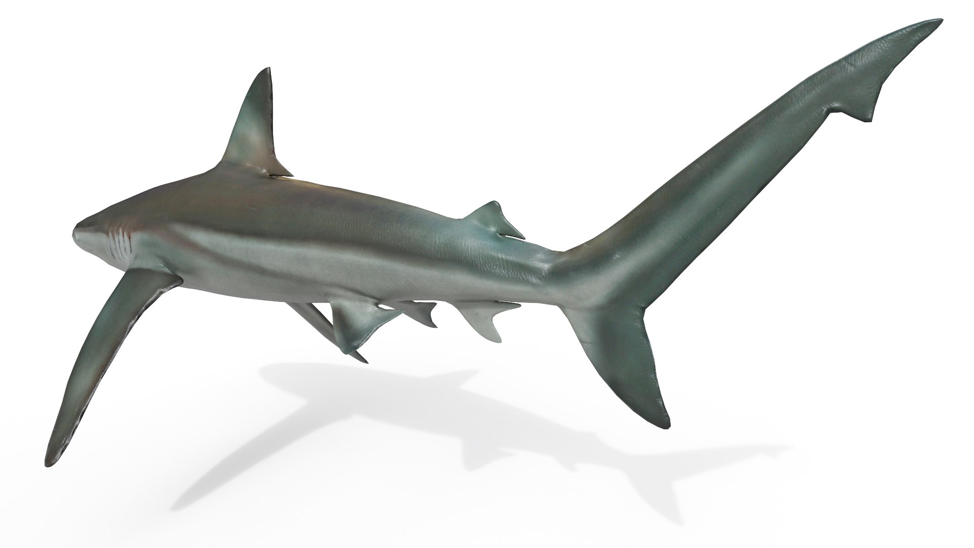 3D Blue Shark - TurboSquid 1829575