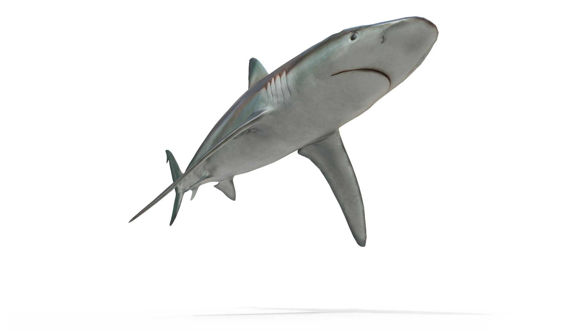 3D Blue Shark - TurboSquid 1829575