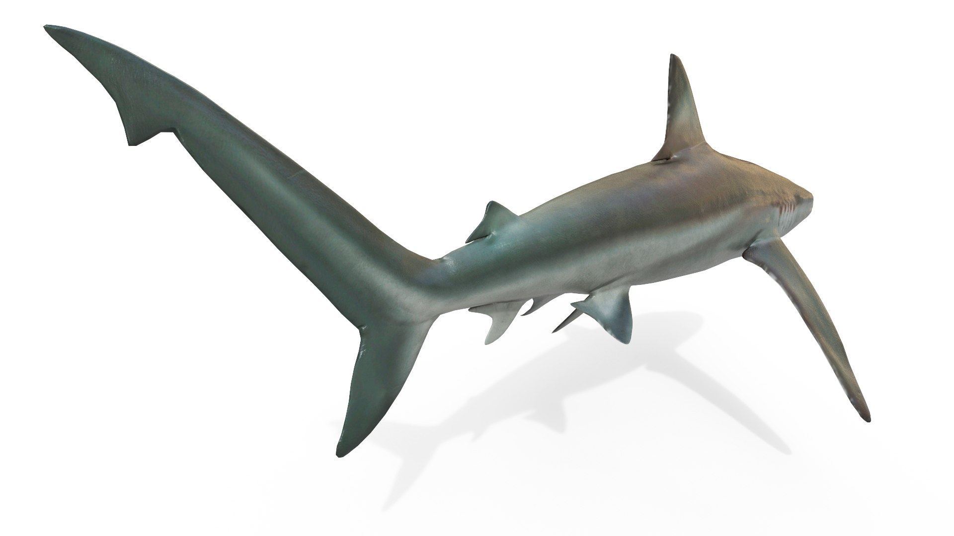 3D Blue Shark - TurboSquid 1829575