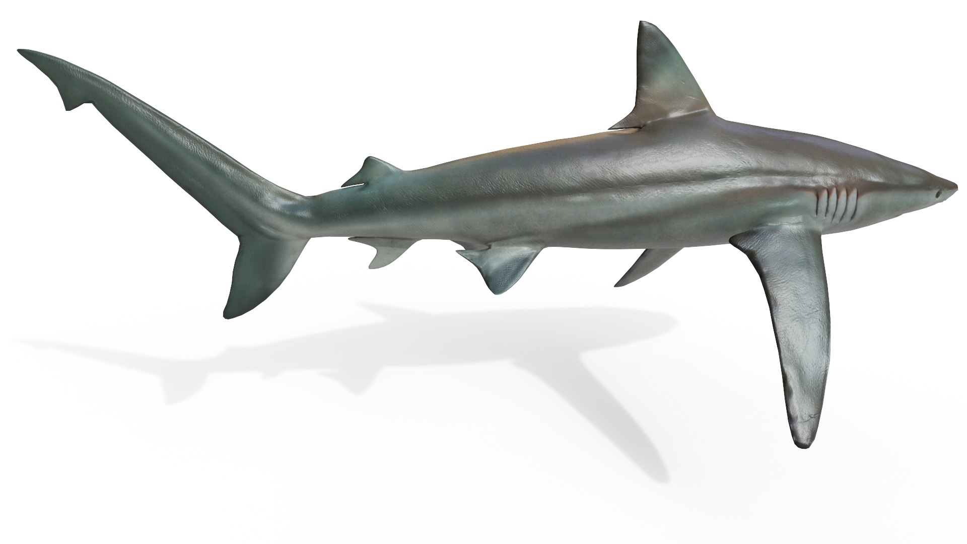 3D Blue Shark - TurboSquid 1829575