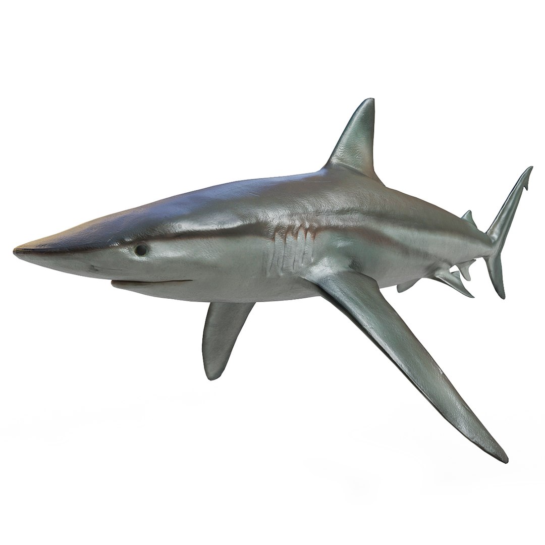 3D Blue Shark - TurboSquid 1829575