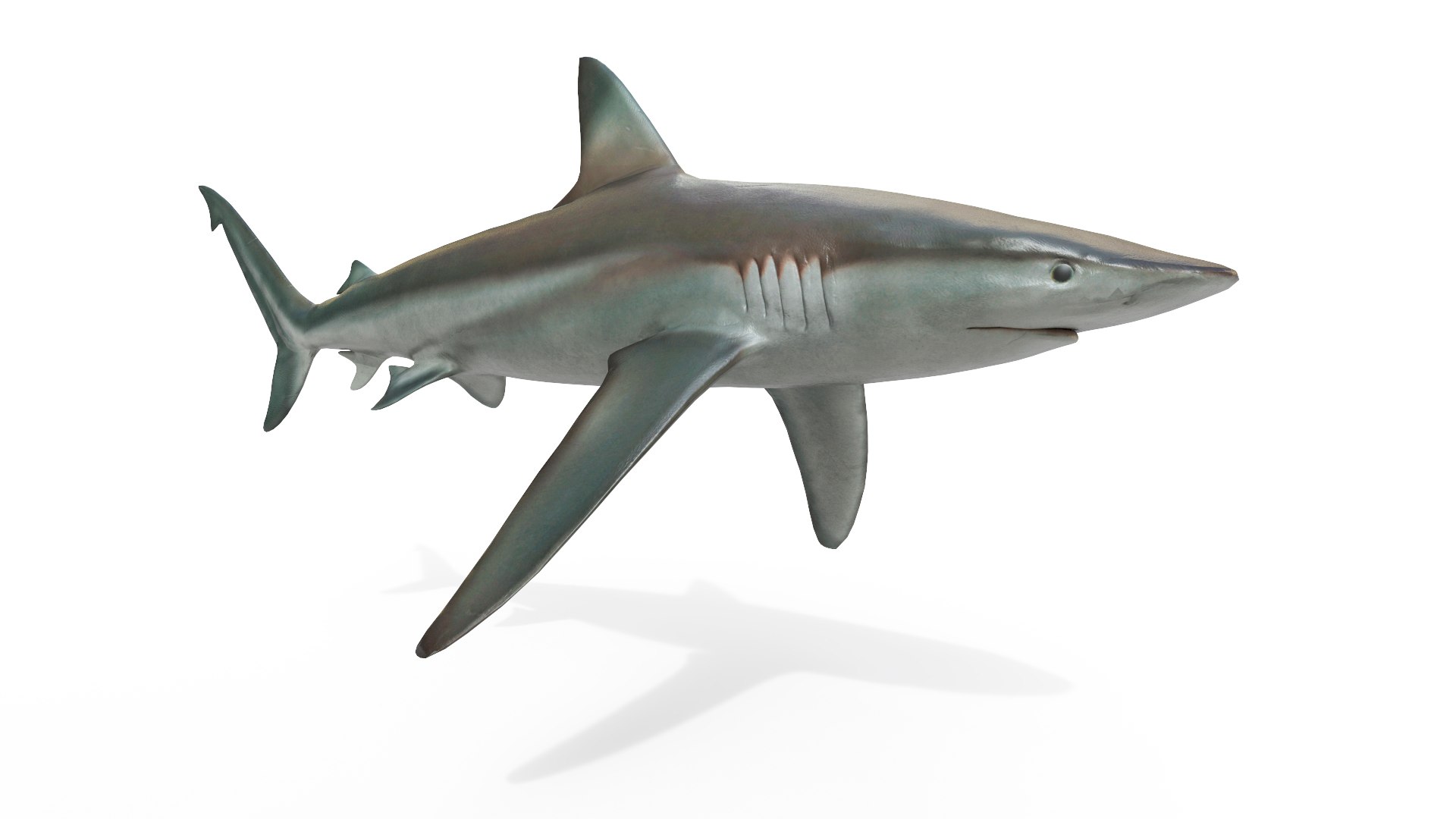 3D Blue Shark - TurboSquid 1829575