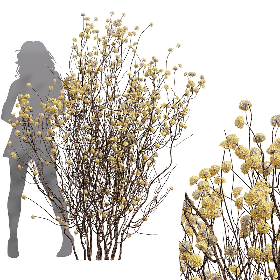 3D New Plant High Detail Edgeworthia Chrysantha Paperbush Tall ...