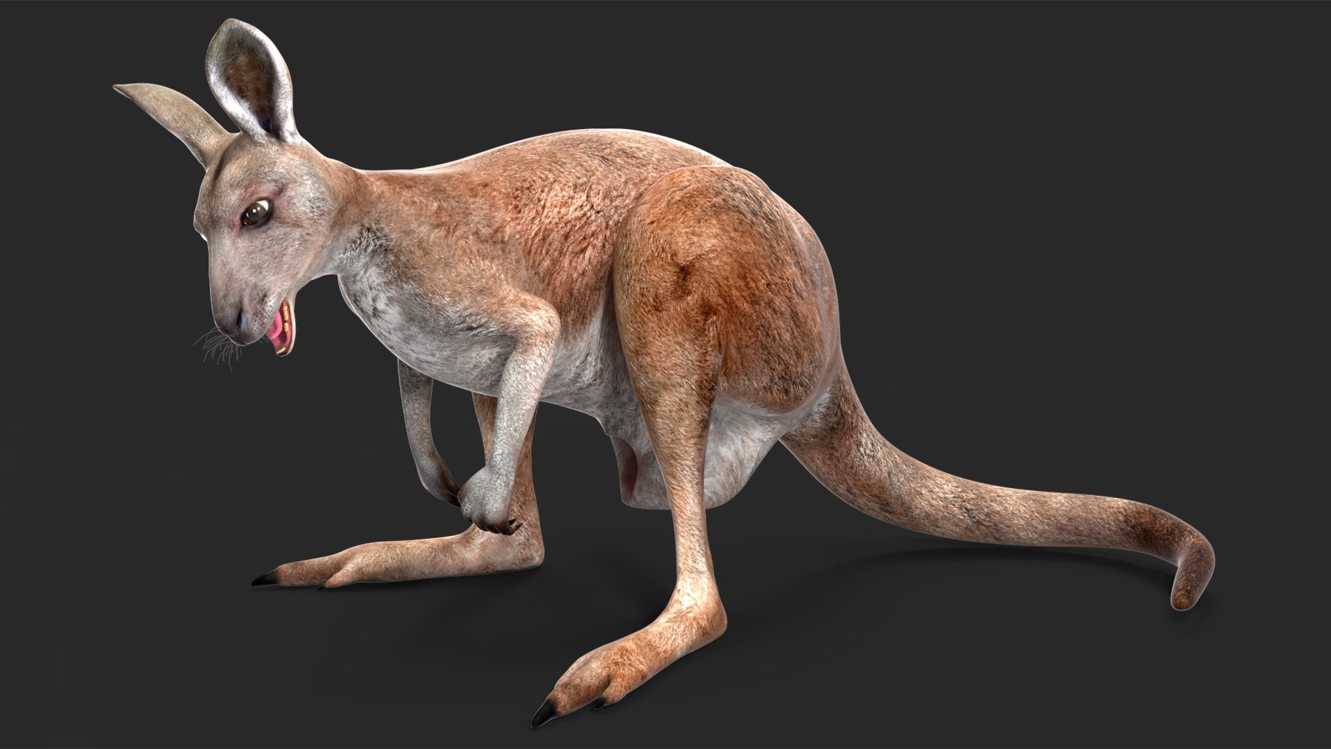 3D Female Kangaroo Rigged For Maya - TurboSquid 2270755