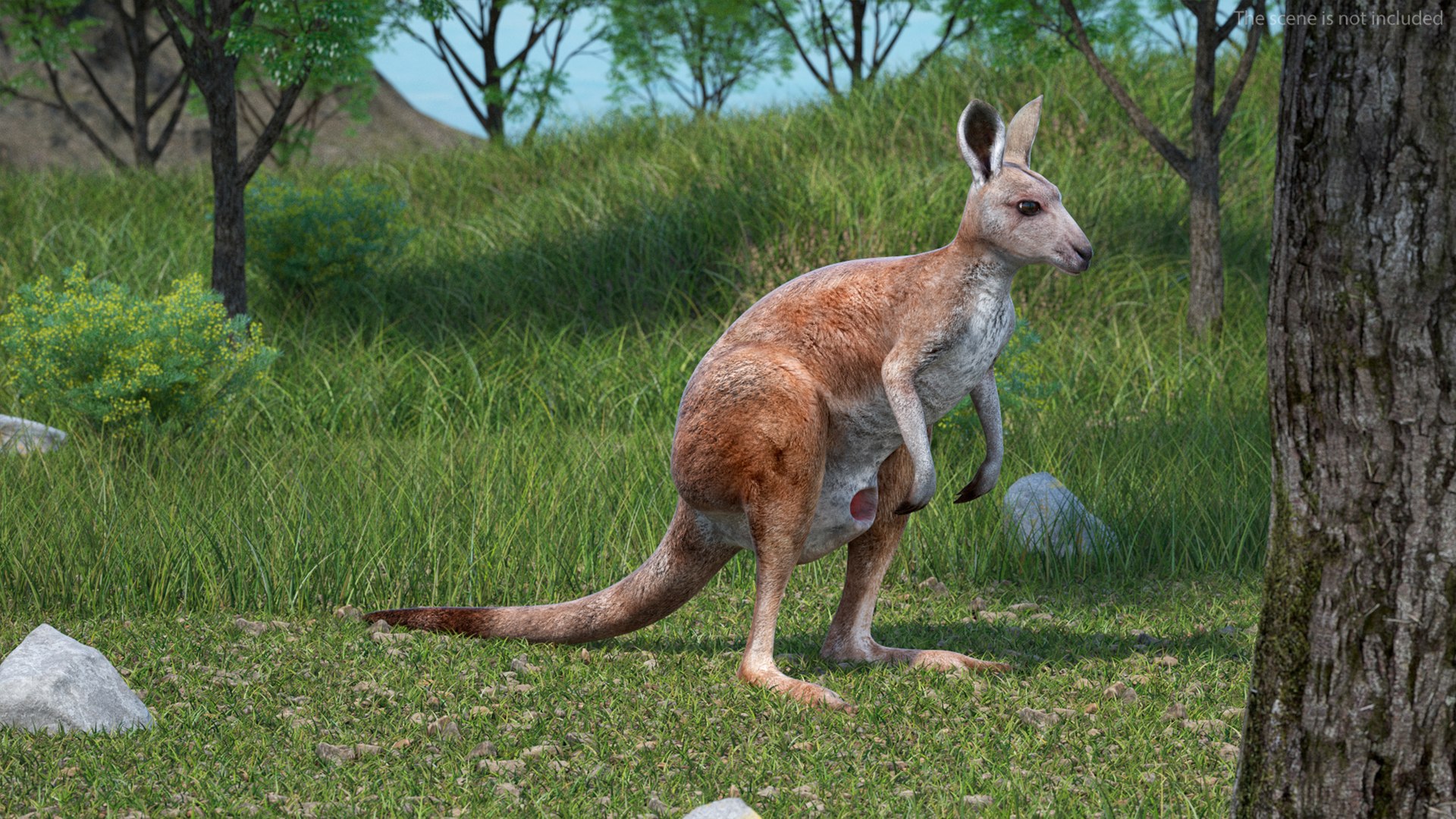 3D Female Kangaroo Rigged For Maya - TurboSquid 2270755