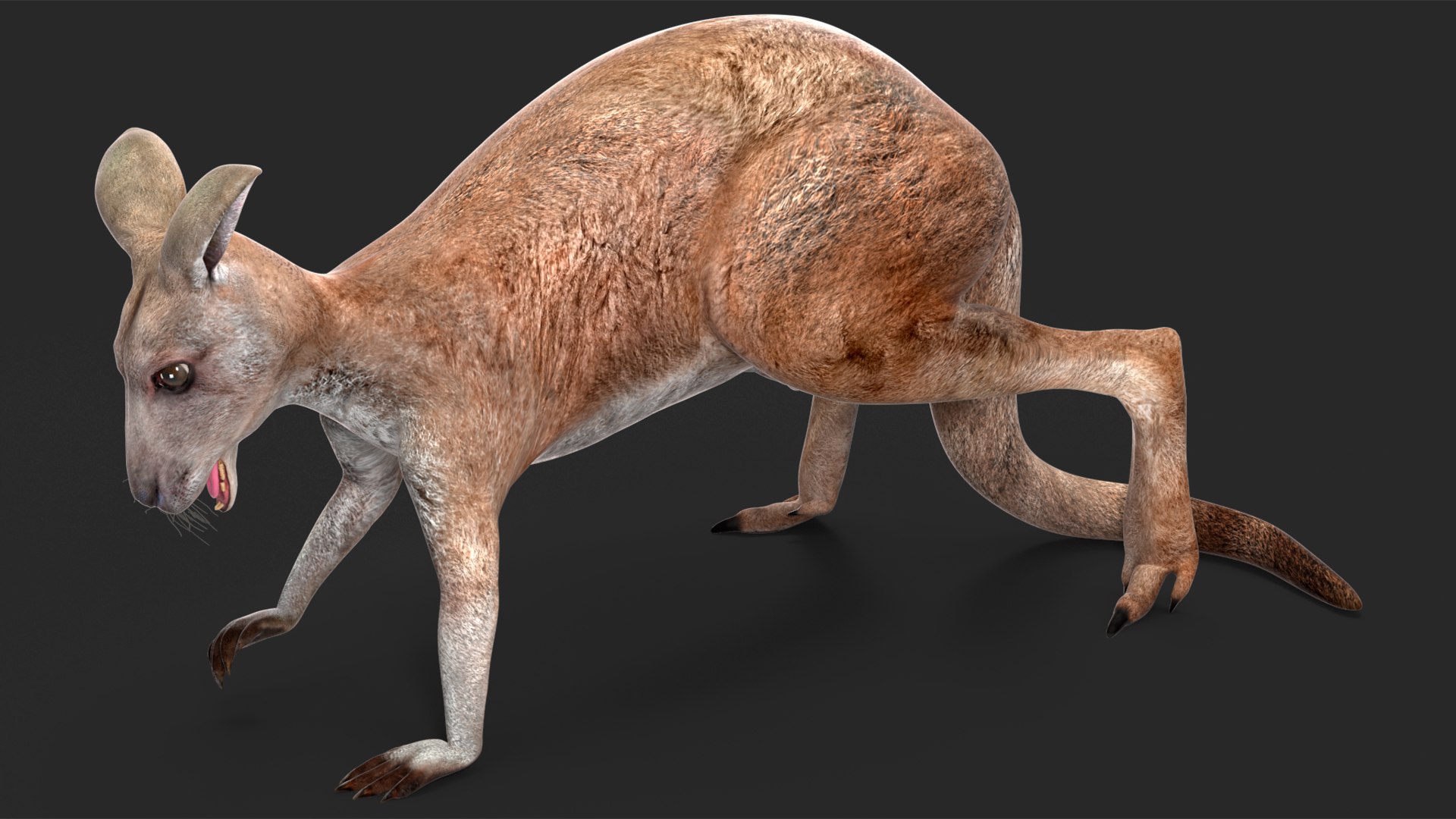 3D Female Kangaroo Rigged For Maya - TurboSquid 2270755
