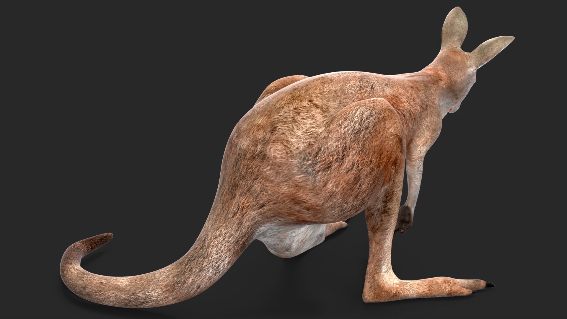 3D Female Kangaroo Rigged For Maya - TurboSquid 2270755