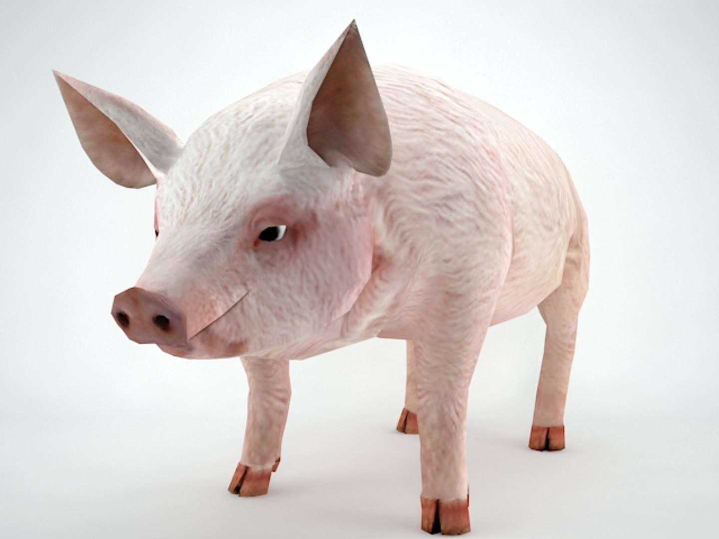 Pig Rigged 3d Model