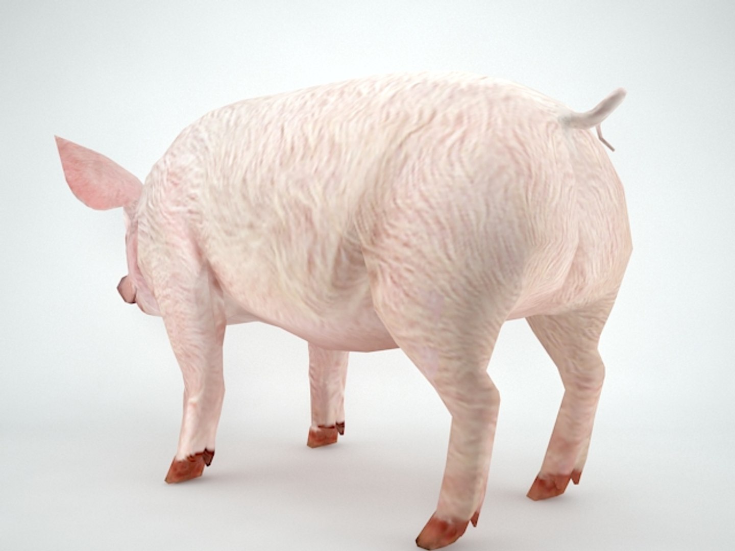 Pig Rigged 3d Model