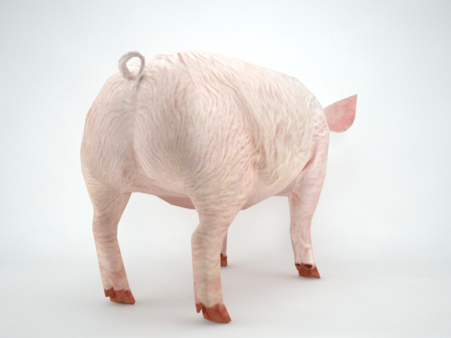 Pig Rigged 3d Model