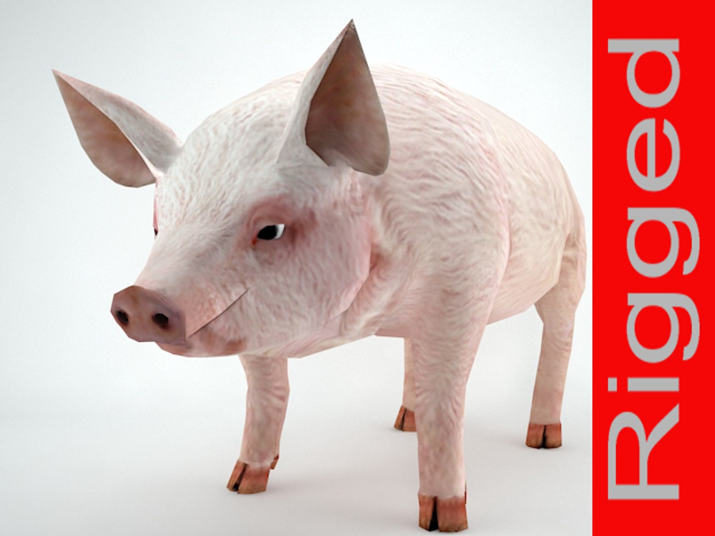 Pig Rigged 3d Model