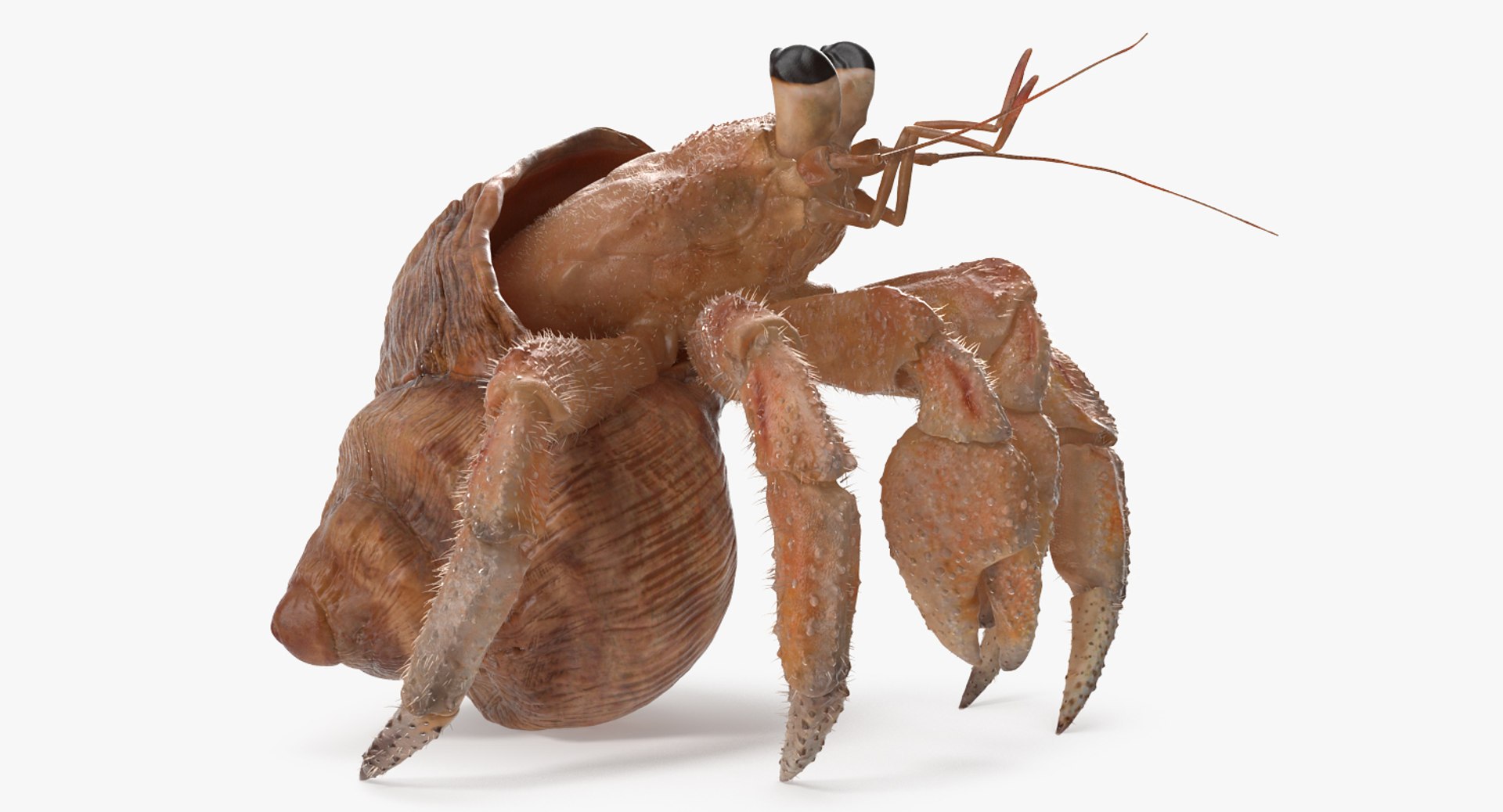 3D Hermit Crab Standing Pose - TurboSquid 1149780