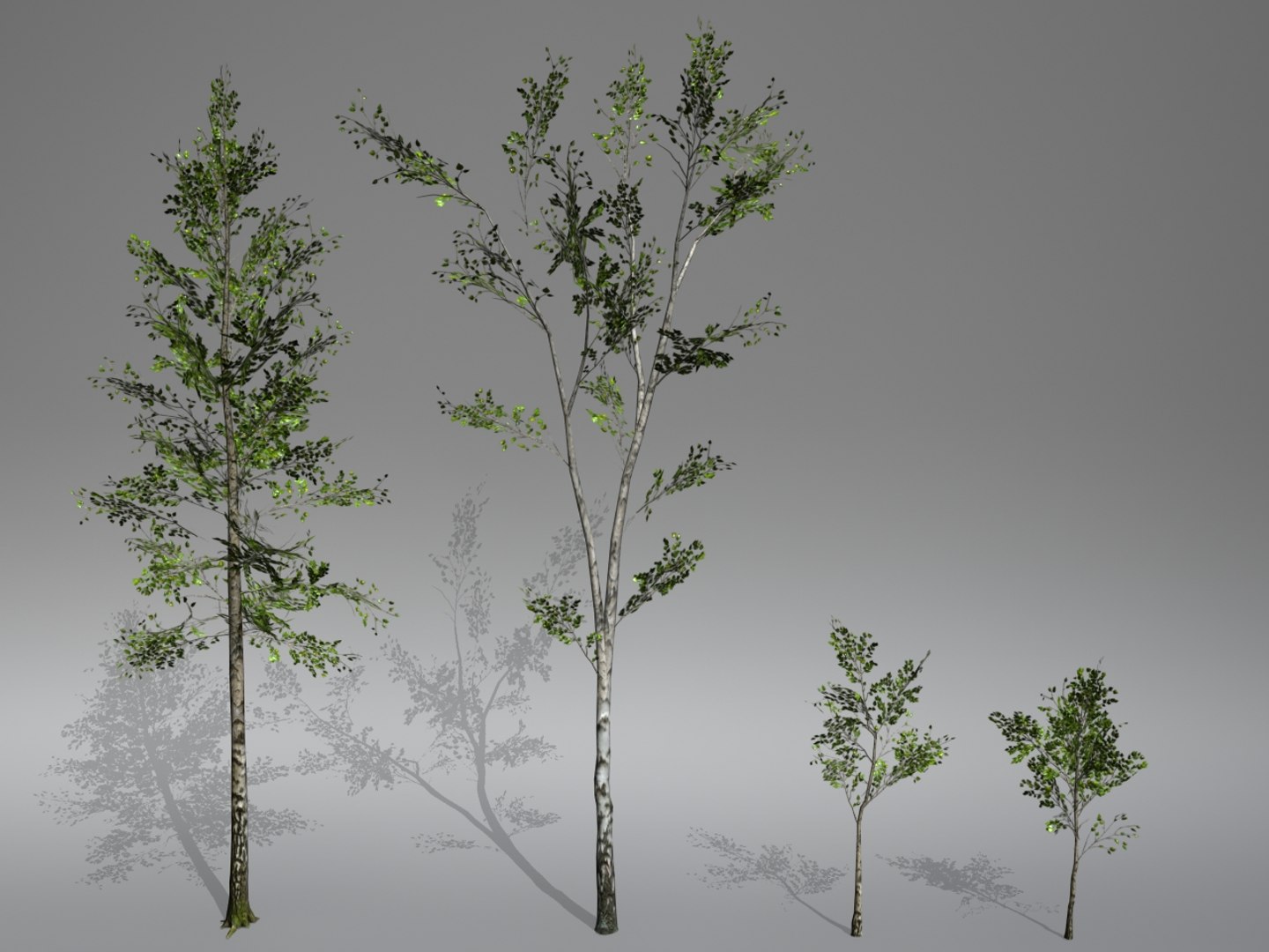 Birch Tree 3d Model