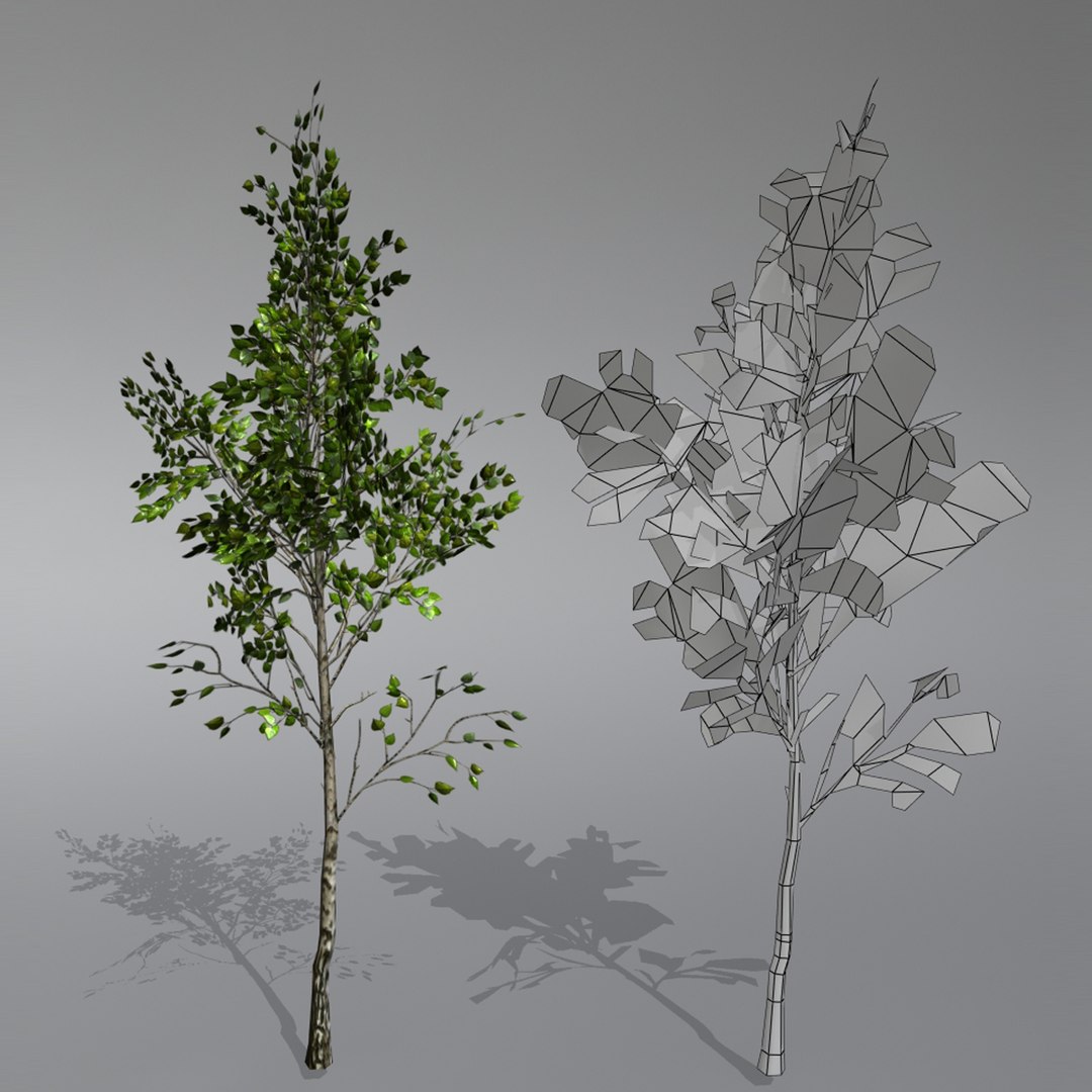 Birch Tree 3d Model