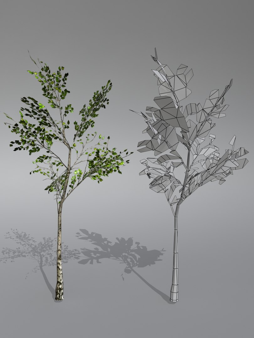 Birch Tree 3d Model