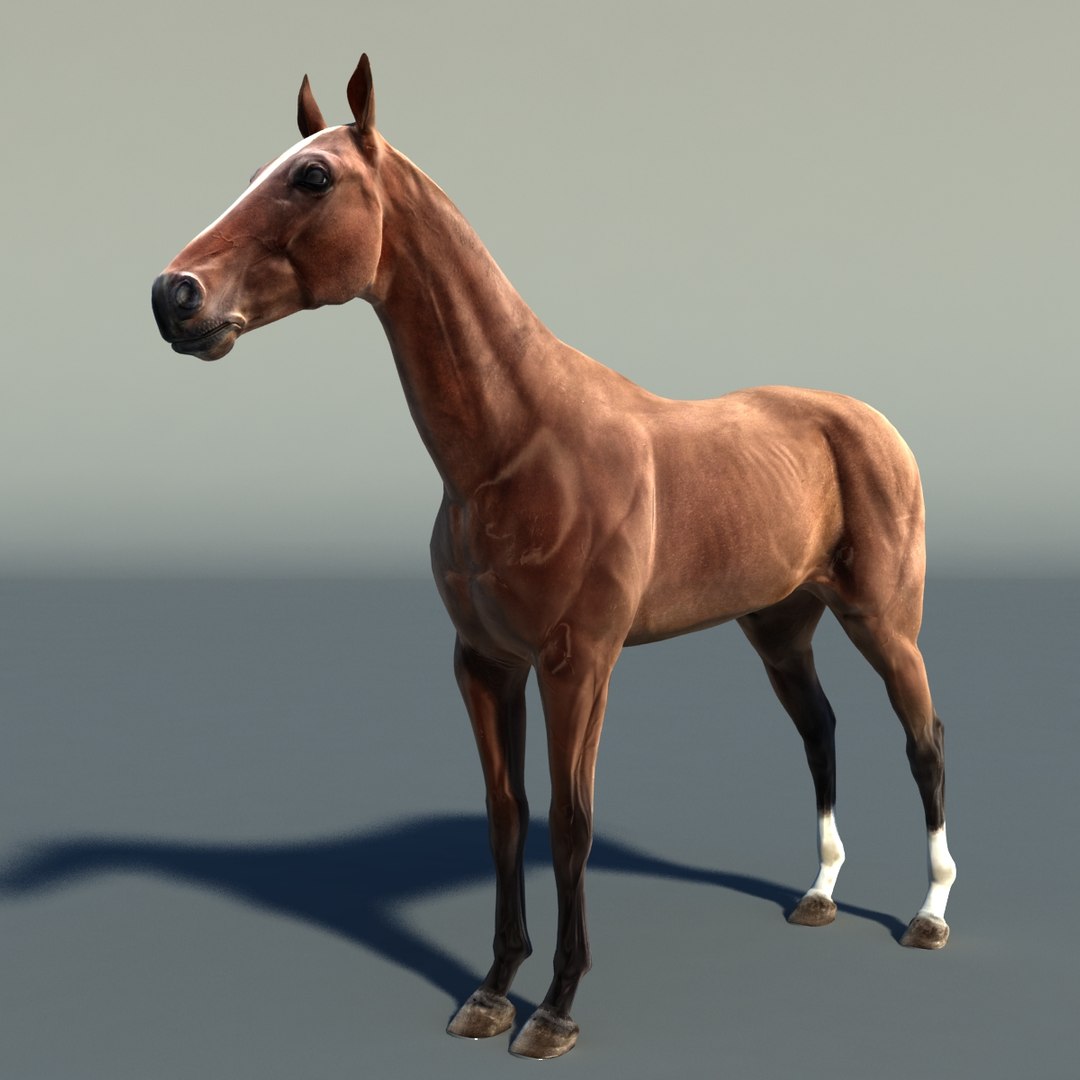 3d Thoroughbred Horse Rig