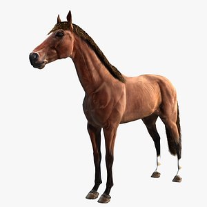 Horse Race 3D Models for Download | TurboSquid