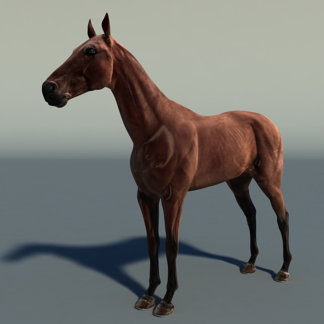 3d Thoroughbred Horse Rig